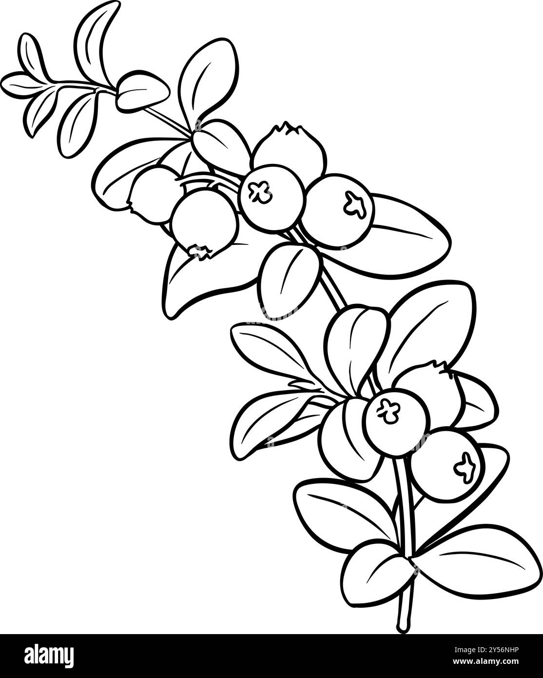 Cranberry Branch Isolated Outline Illustration Stock Vector Image & Art ...