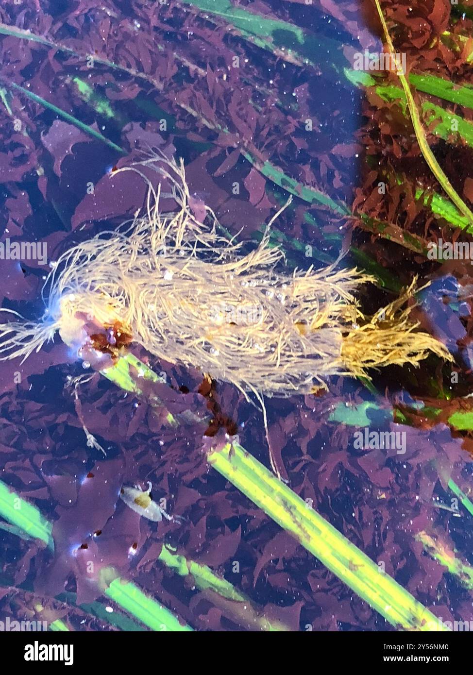 surfgrasses (Phyllospadix) Plantae Stock Photo - Alamy