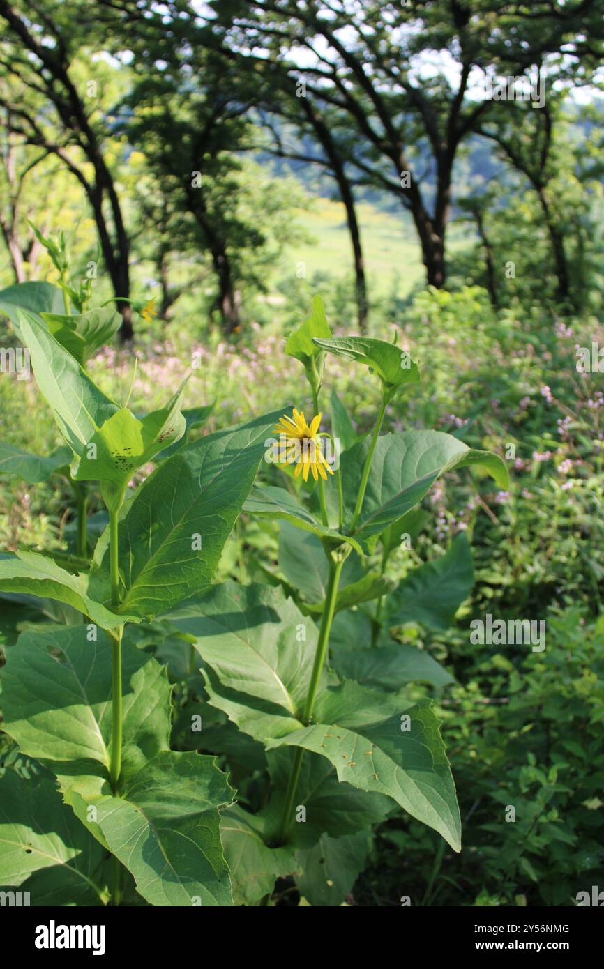 cup plant (Silphium perfoliatum) Plantae Stock Photo - Alamy
