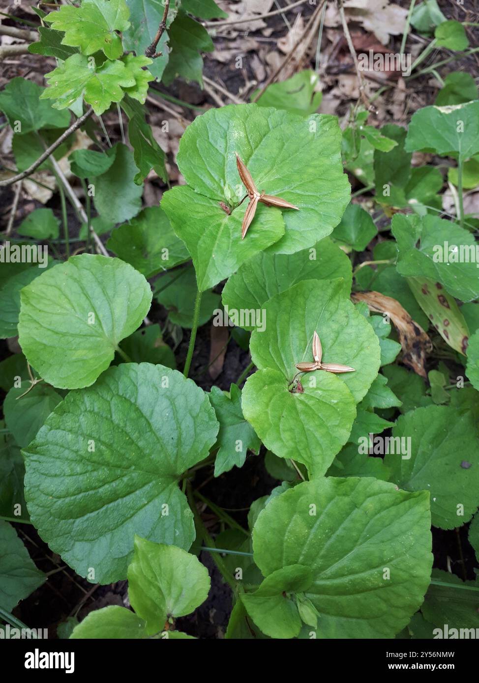 Broad-leaved Violet (Viola mirabilis) Plantae Stock Photo - Alamy