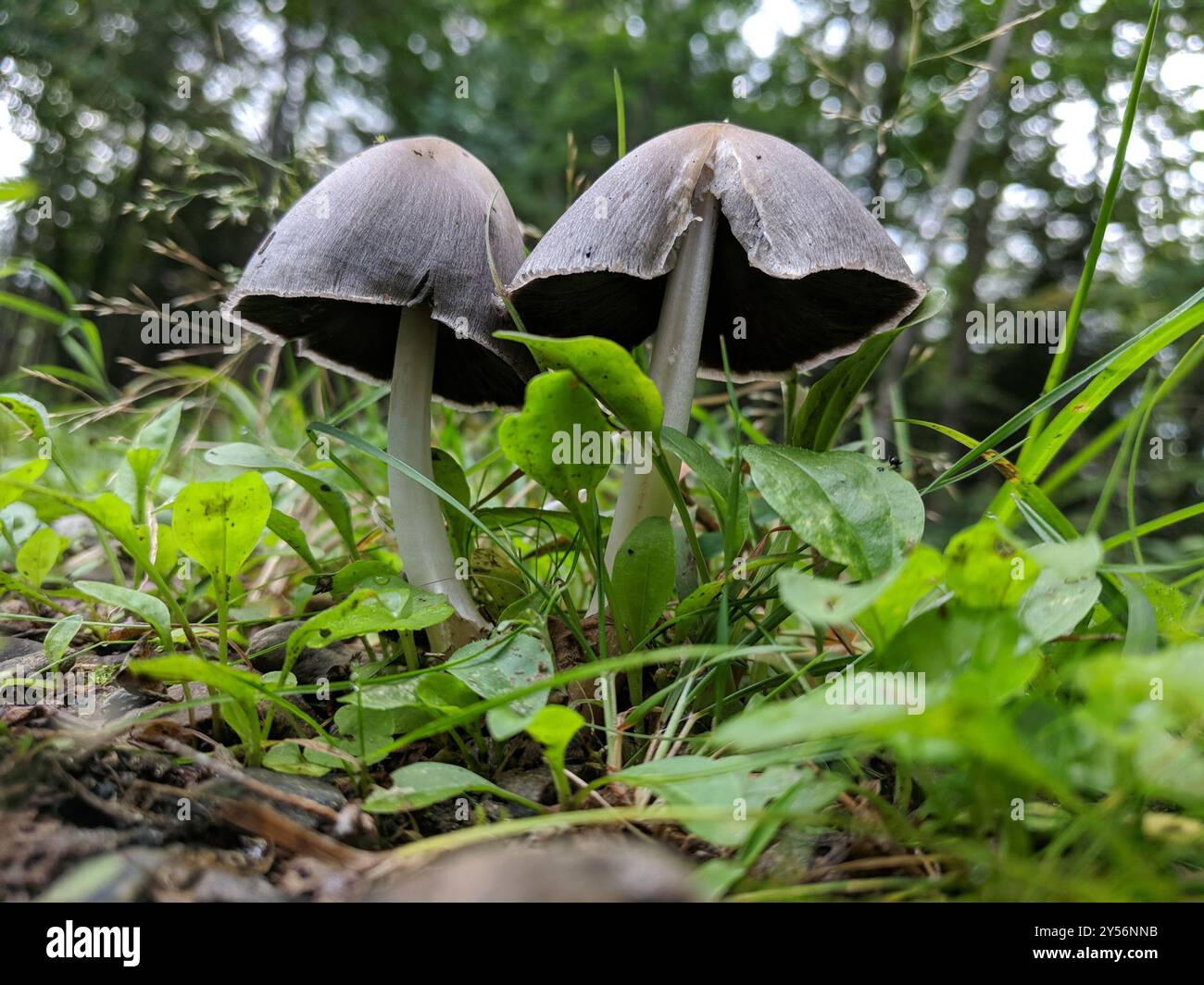 Common Ink Cap (Coprinopsis atramentaria) Fungi Stock Photo - Alamy