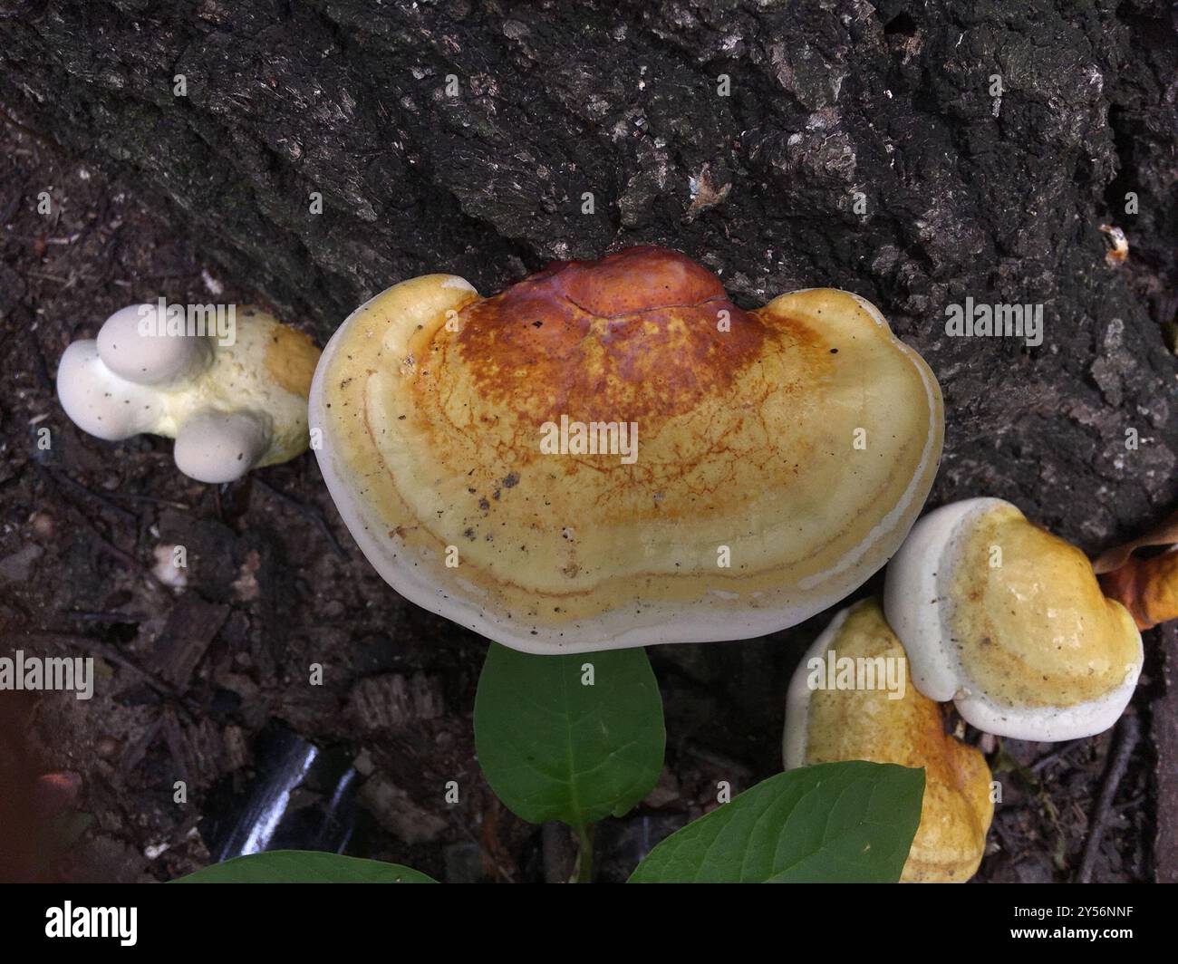 golden reishi (Ganoderma curtisii) Fungi Stock Photo - Alamy