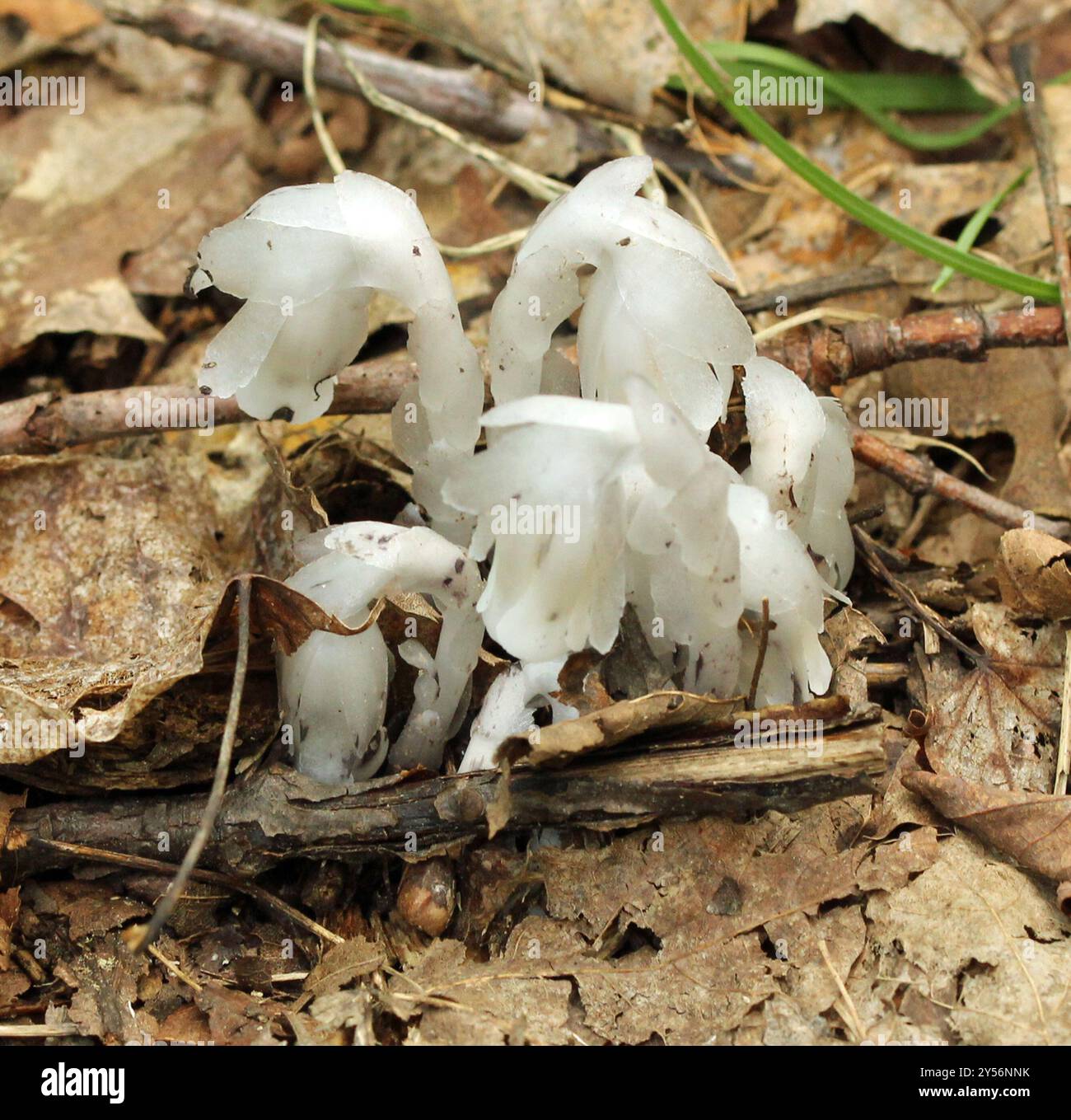 Ghost Pipe (Monotropa uniflora) Plantae Stock Photo - Alamy