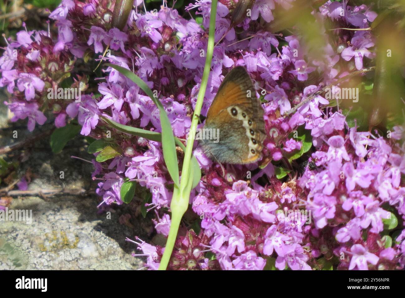 Alpine Heath (Coenonympha gardetta) Insecta Stock Photo - Alamy
