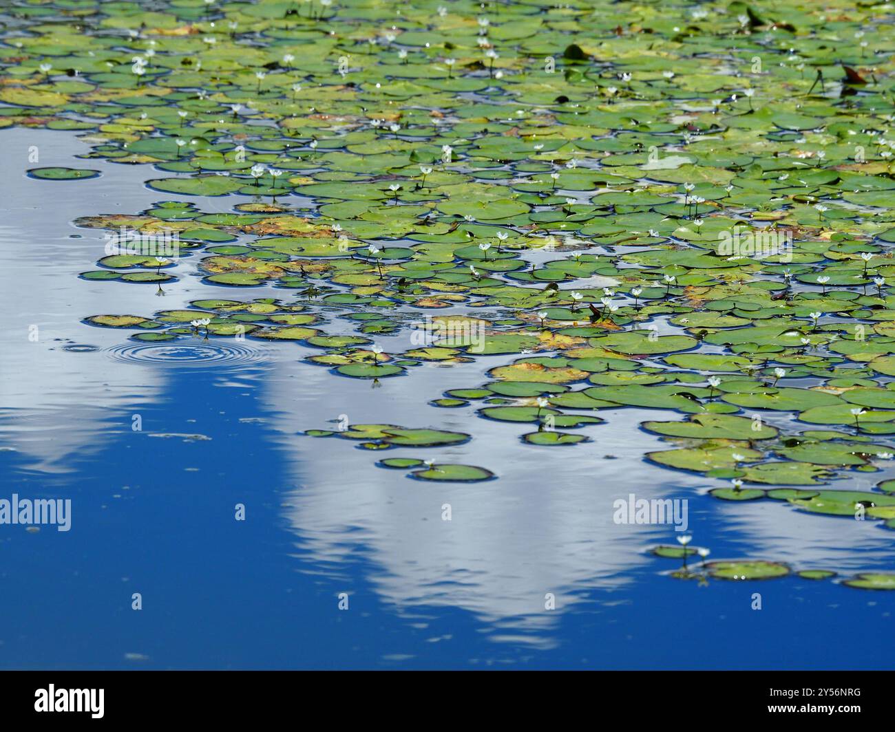 crested floating-heart (Nymphoides hydrophylla) Plantae Stock Photo - Alamy