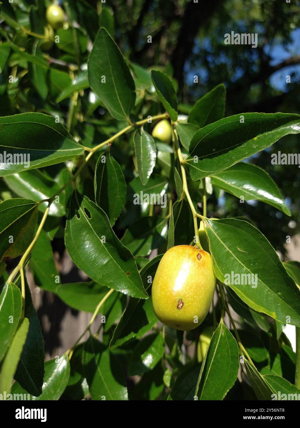 Jujube (Ziziphus jujuba) Plantae Stock Photo - Alamy