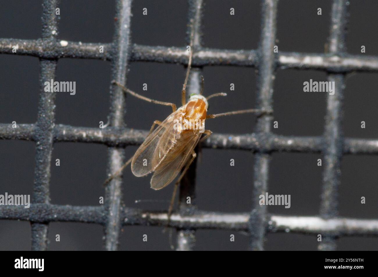 (Procladius bellus) Insecta Stock Photo - Alamy