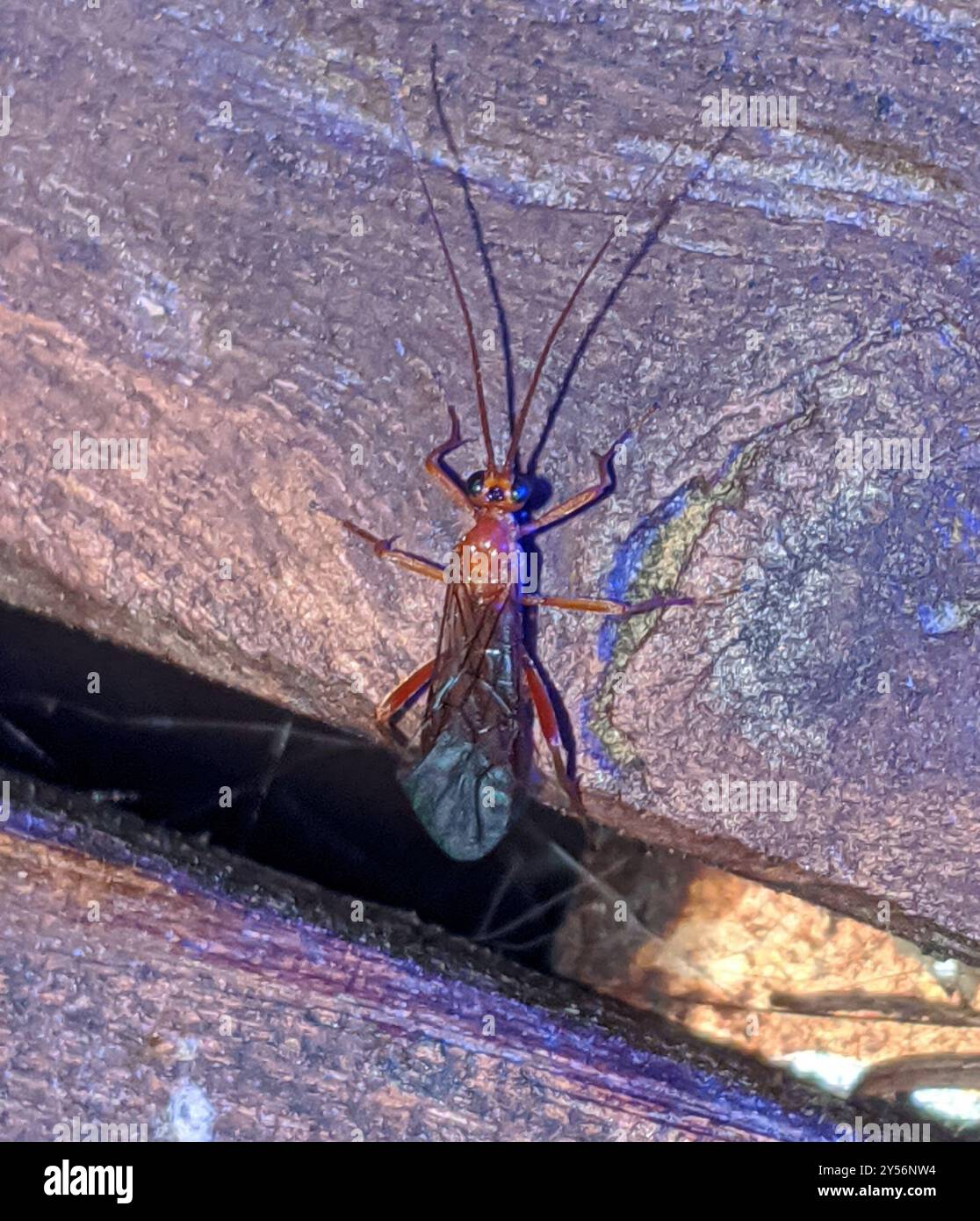 Ichneumonid and Braconid Wasps (Ichneumonoidea) Insecta Stock Photo - Alamy