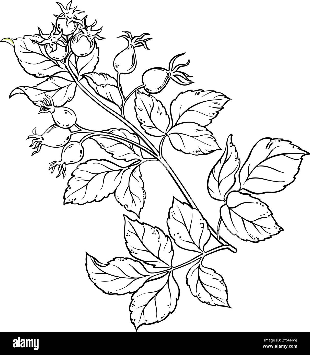 Dog Rose Branch Outline Illustration Stock Vector Image & Art - Alamy