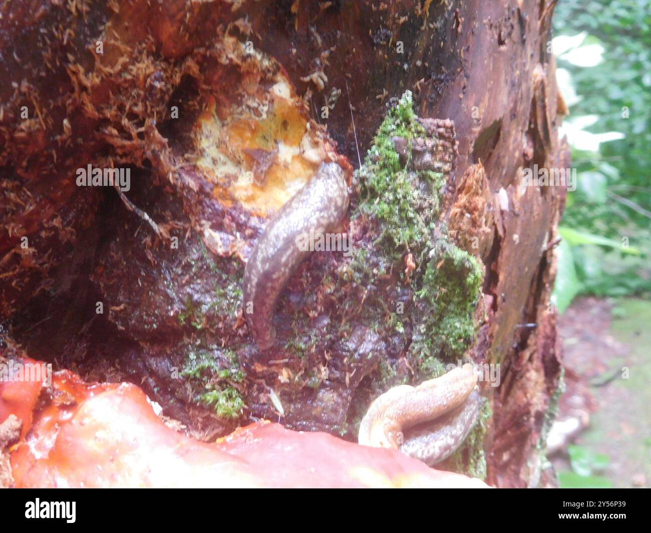 Winding Mantleslug (Philomycus flexuolaris) Mollusca Stock Photo - Alamy