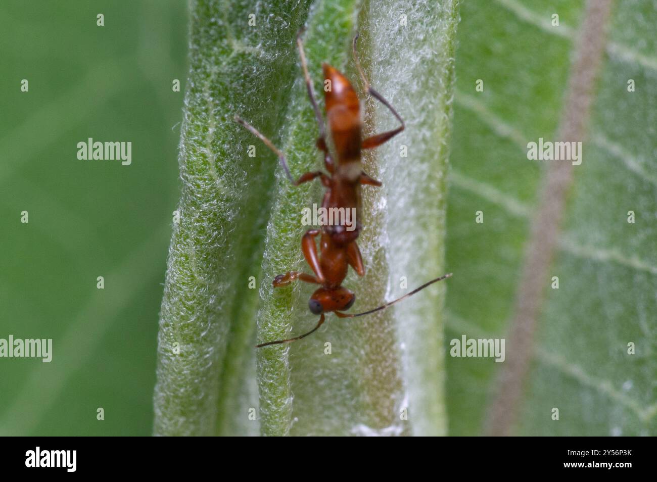 Pincer Wasps (Dryinidae) Insecta Stock Photo - Alamy