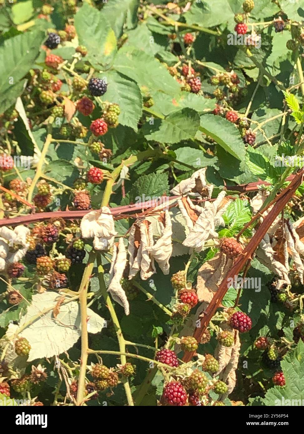 brambles (Rubus) Plantae Stock Photo - Alamy