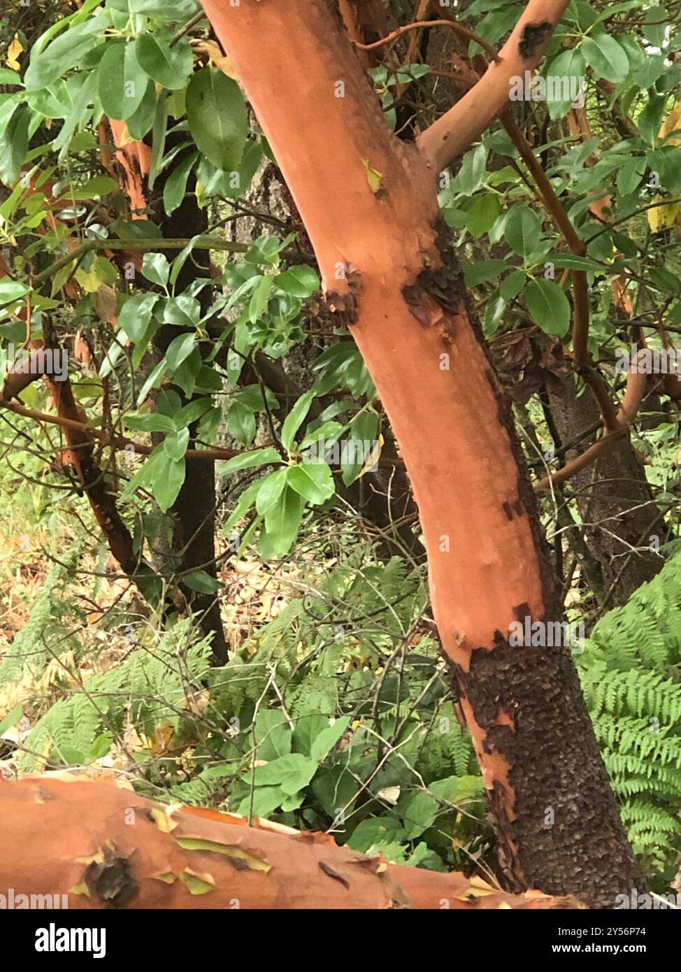 Pacific madrone (Arbutus menziesii) Plantae Stock Photo - Alamy