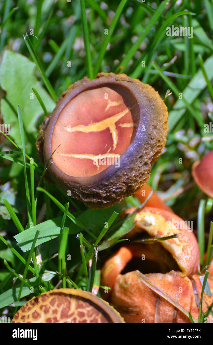 boletes (Boletaceae) Fungi Stock Photo - Alamy