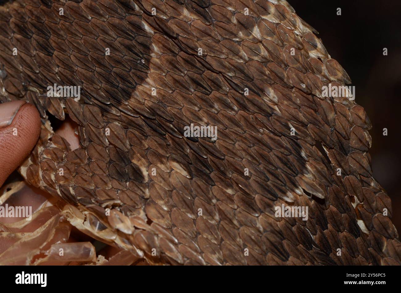 Common Puff Adder (Bitis arietans arietans) Reptilia Stock Photo - Alamy
