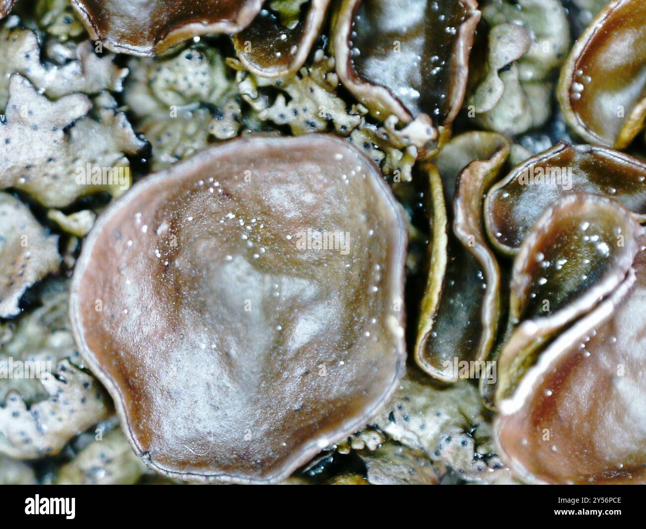 Brown Rock Shield Lichens (Neofuscelia) Fungi Stock Photo - Alamy