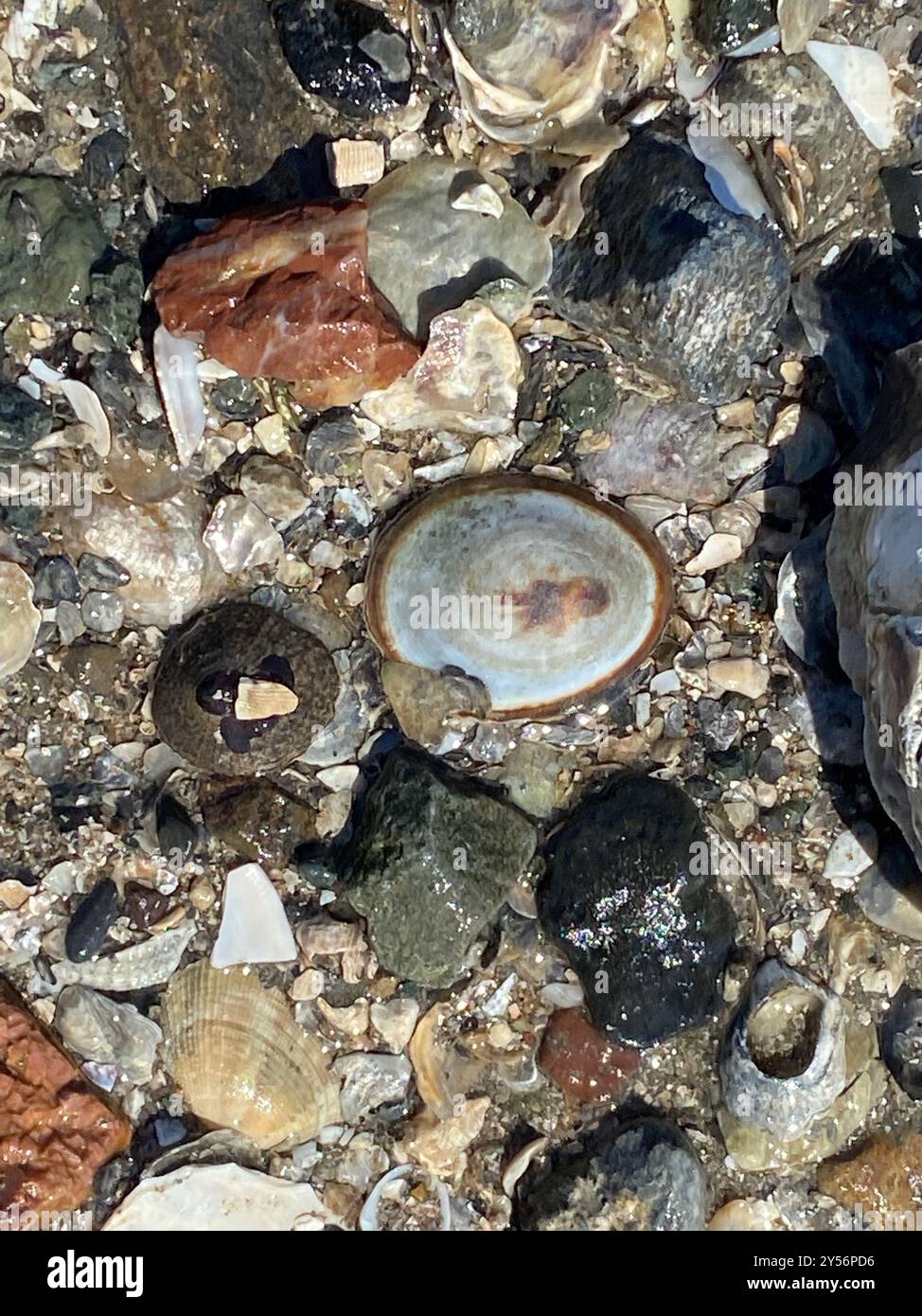 Mask Limpet (Lottia persona) Mollusca Stock Photo - Alamy