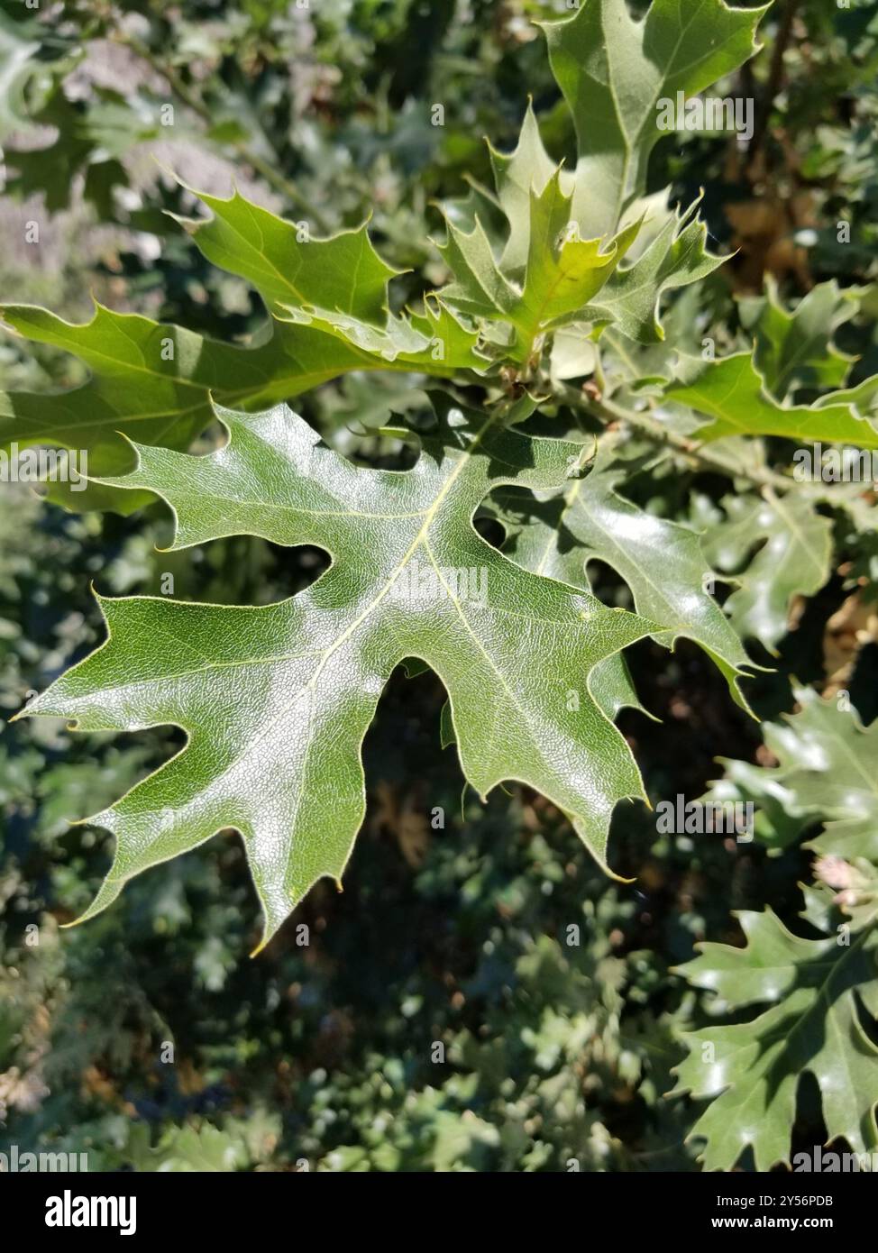 California black oak (Quercus kelloggii) Plantae Stock Photo - Alamy