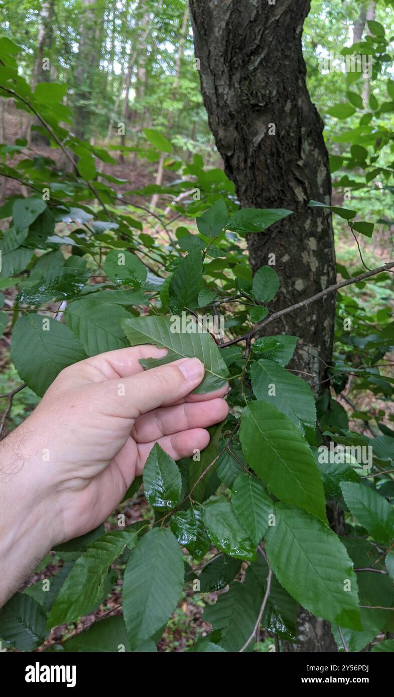 American hornbeam (Carpinus caroliniana) Plantae Stock Photo - Alamy
