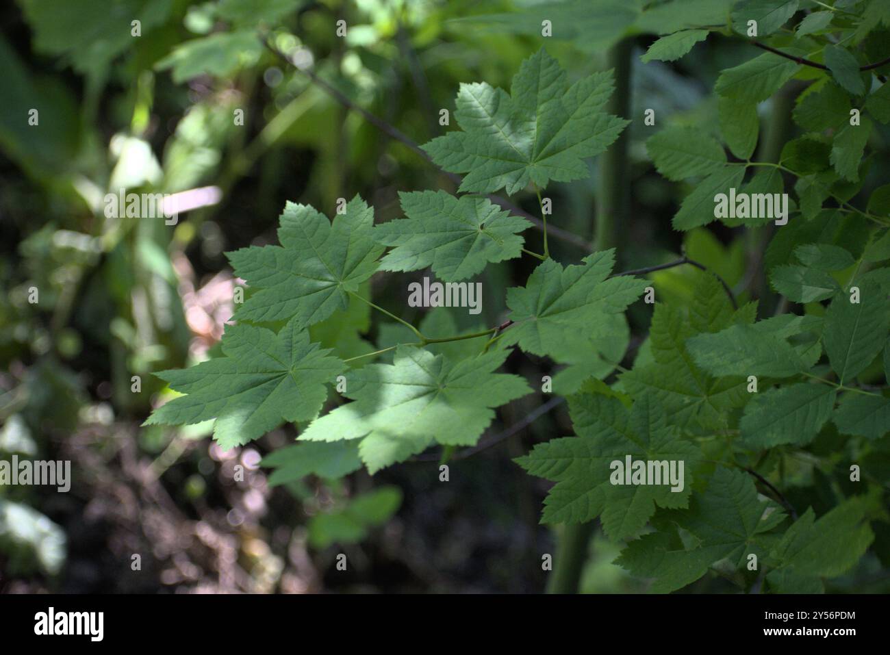 Vine Maple (Acer circinatum) Plantae Stock Photo - Alamy