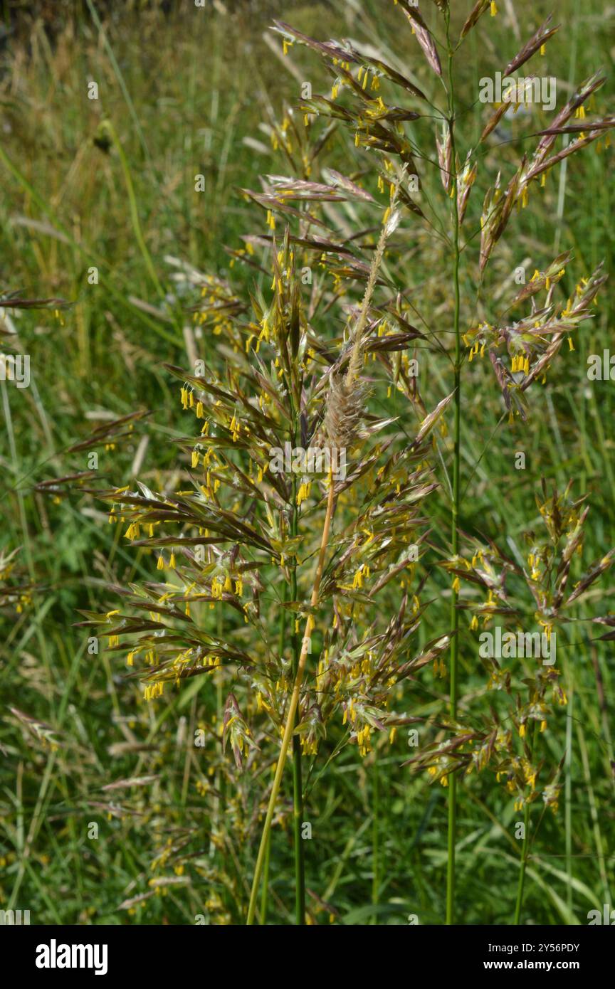 Upright Brome (Bromus erectus) Plantae Stock Photo - Alamy