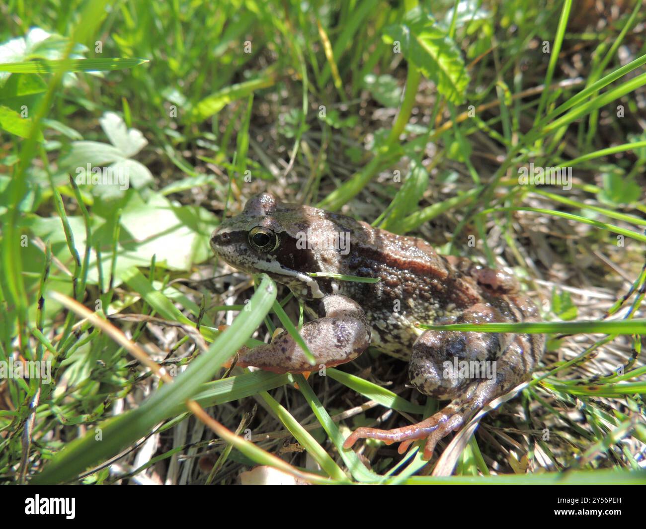 European Common Frog (Rana temporaria) Amphibia Stock Photo - Alamy