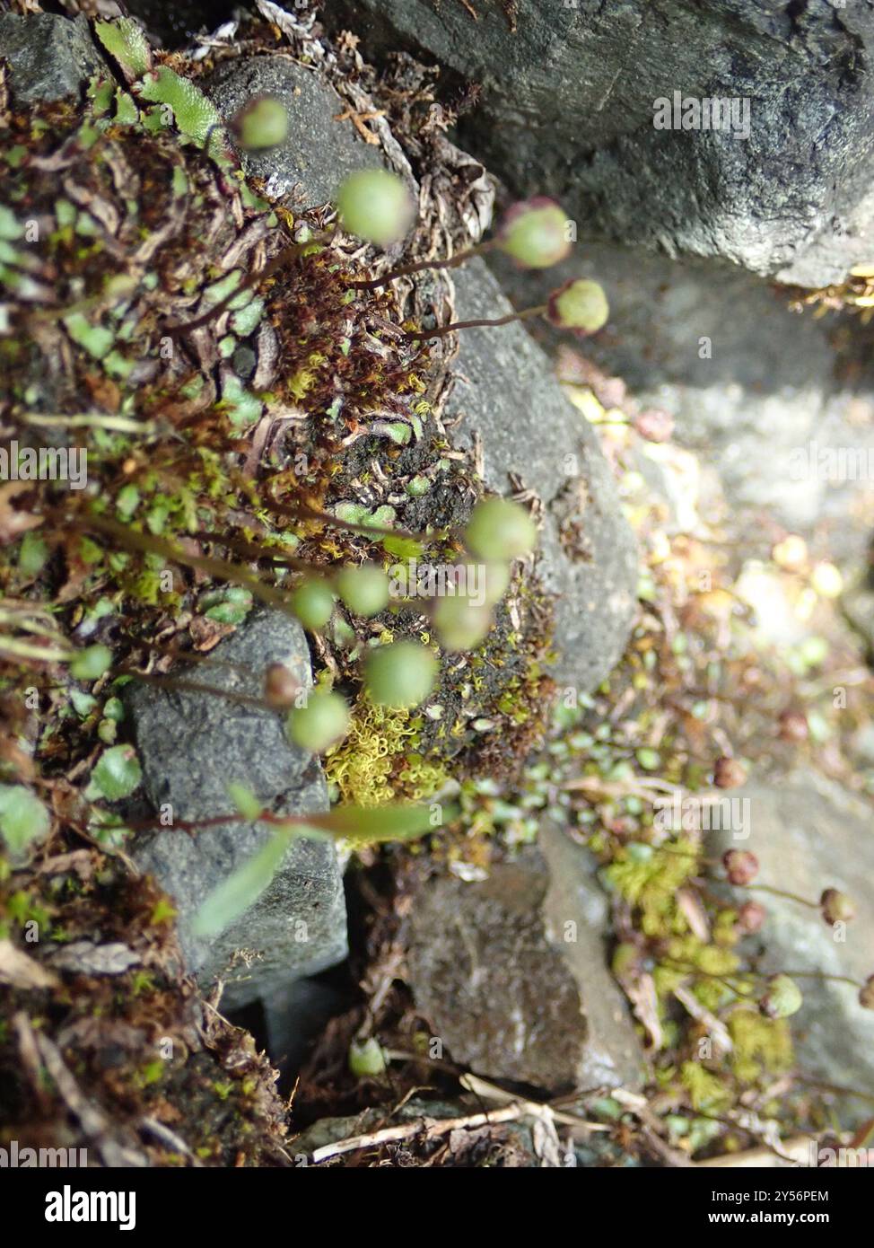 Thin Starwort (Mannia gracilis) Plantae Stock Photo - Alamy