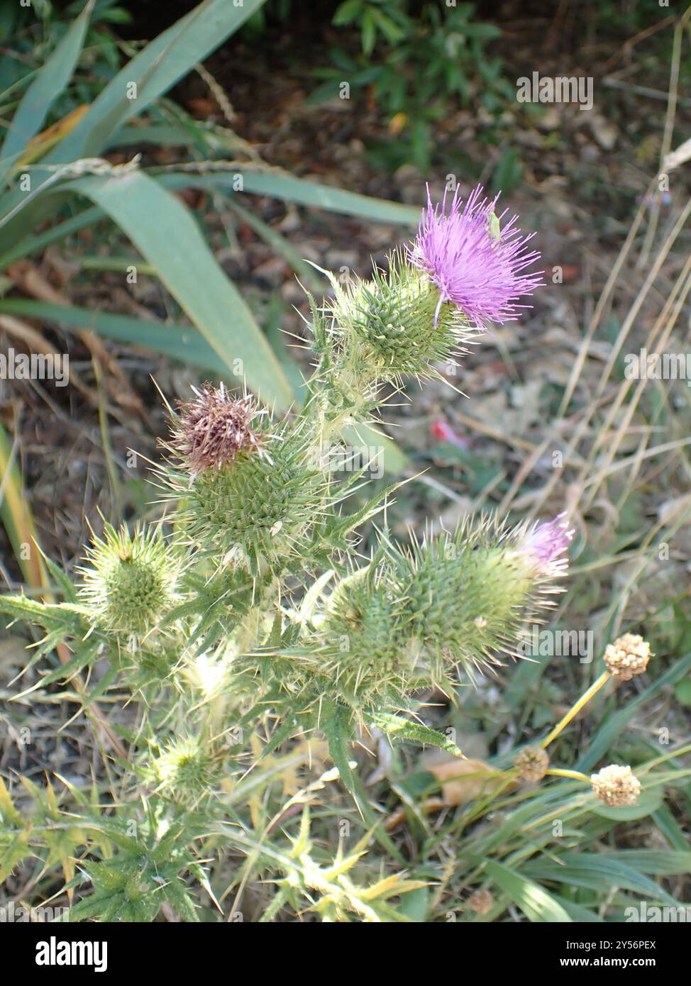 Bull Thistle (Cirsium vulgare) Plantae Stock Photo - Alamy