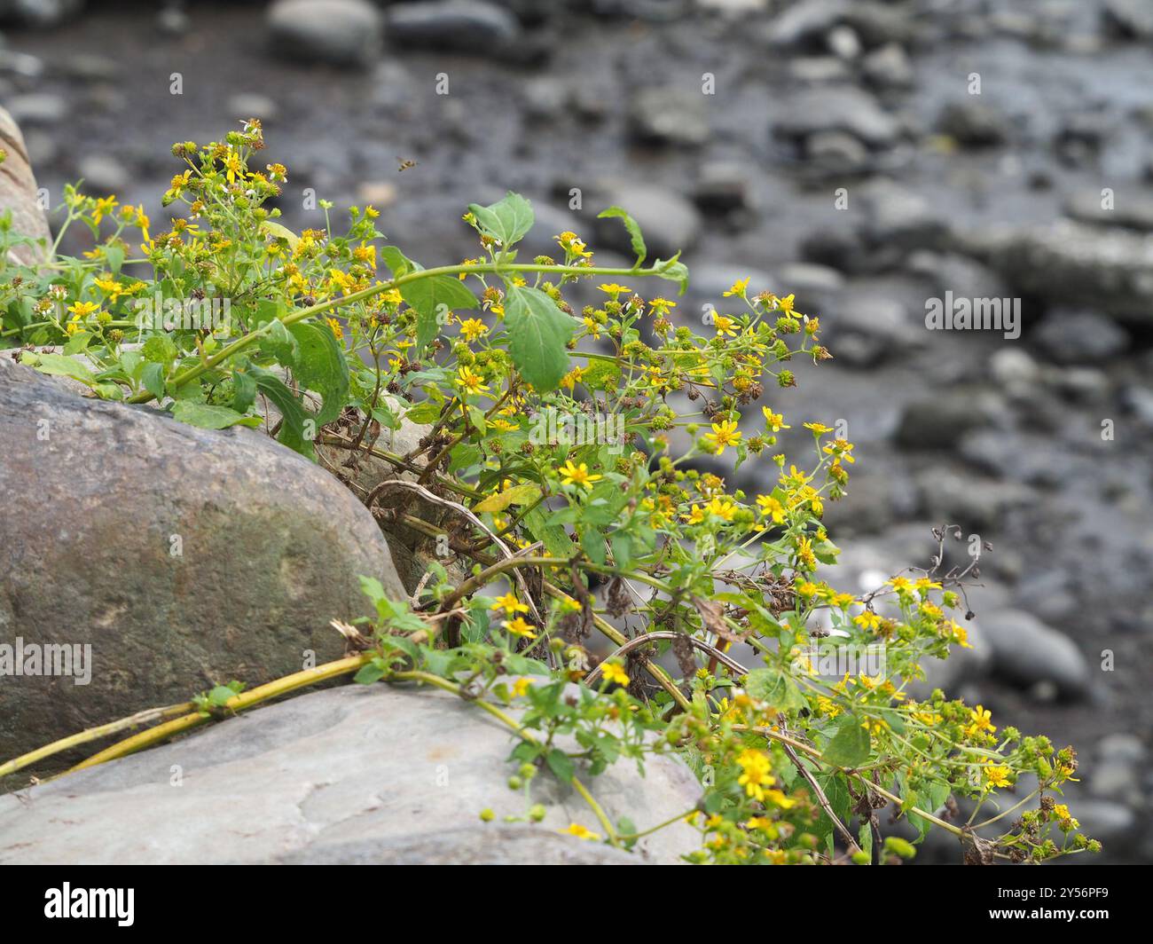 sea daisy (Wollastonia biflora) Plantae Stock Photo - Alamy