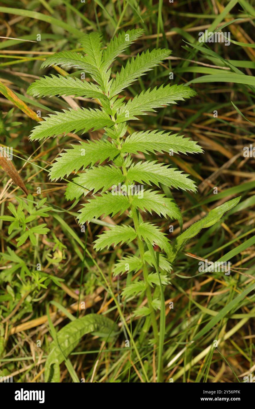 common silverweed (Argentina anserina) Plantae Stock Photo - Alamy