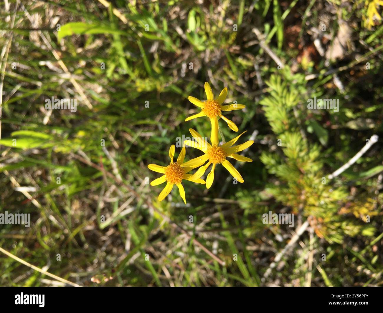 balsam ragwort (Packera paupercula) Plantae Stock Photo - Alamy