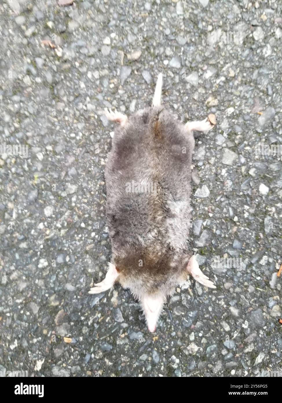 Townsend's Mole (Scapanus townsendii) Mammalia Stock Photo - Alamy