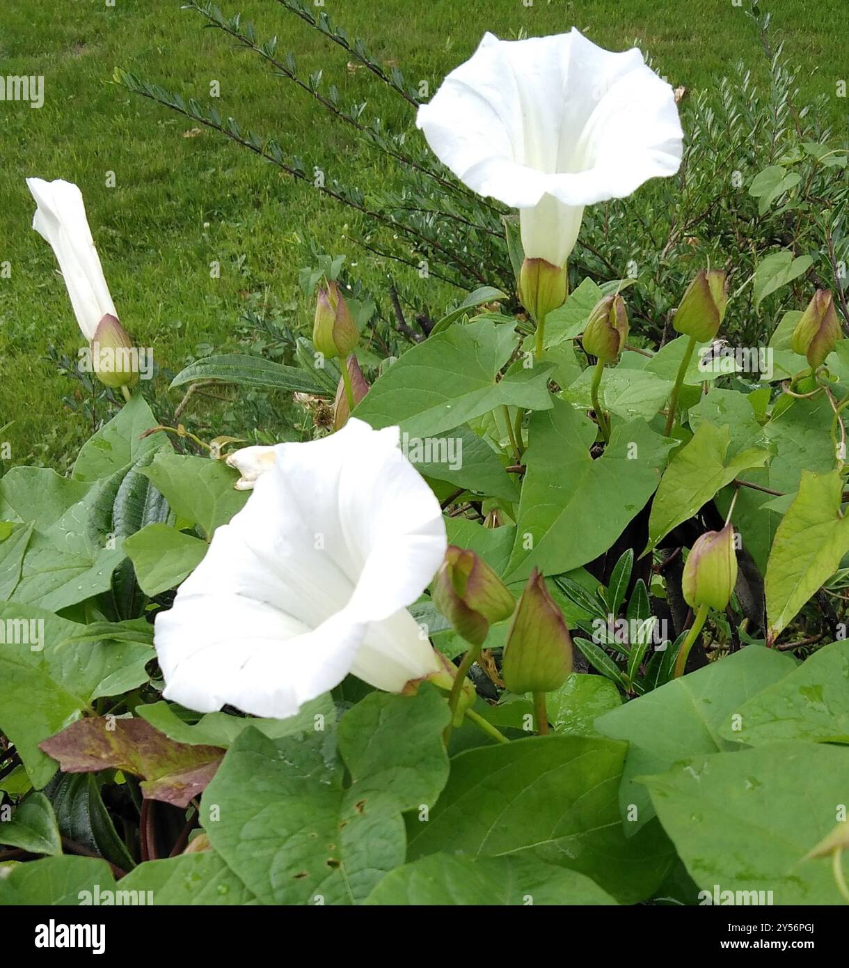 large bindweed (Calystegia silvatica) Plantae Stock Photo - Alamy