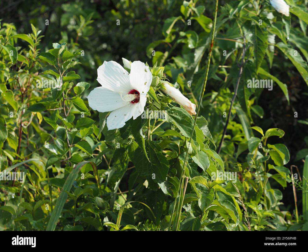 swamp rose mallow (Hibiscus moscheutos) Plantae Stock Photo - Alamy
