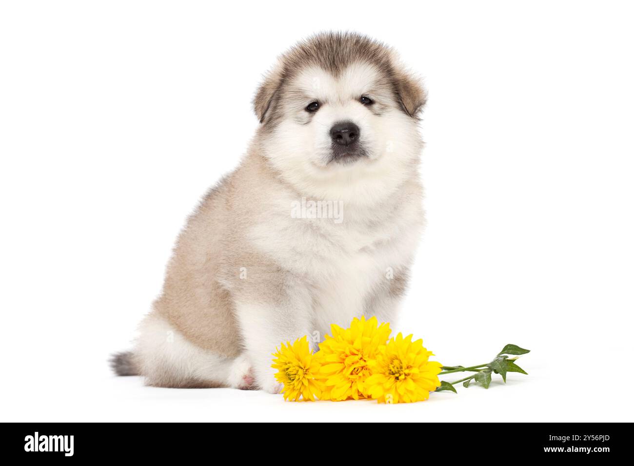 One month old alaskan malamute puppy with yellow flowers Stock Photo ...