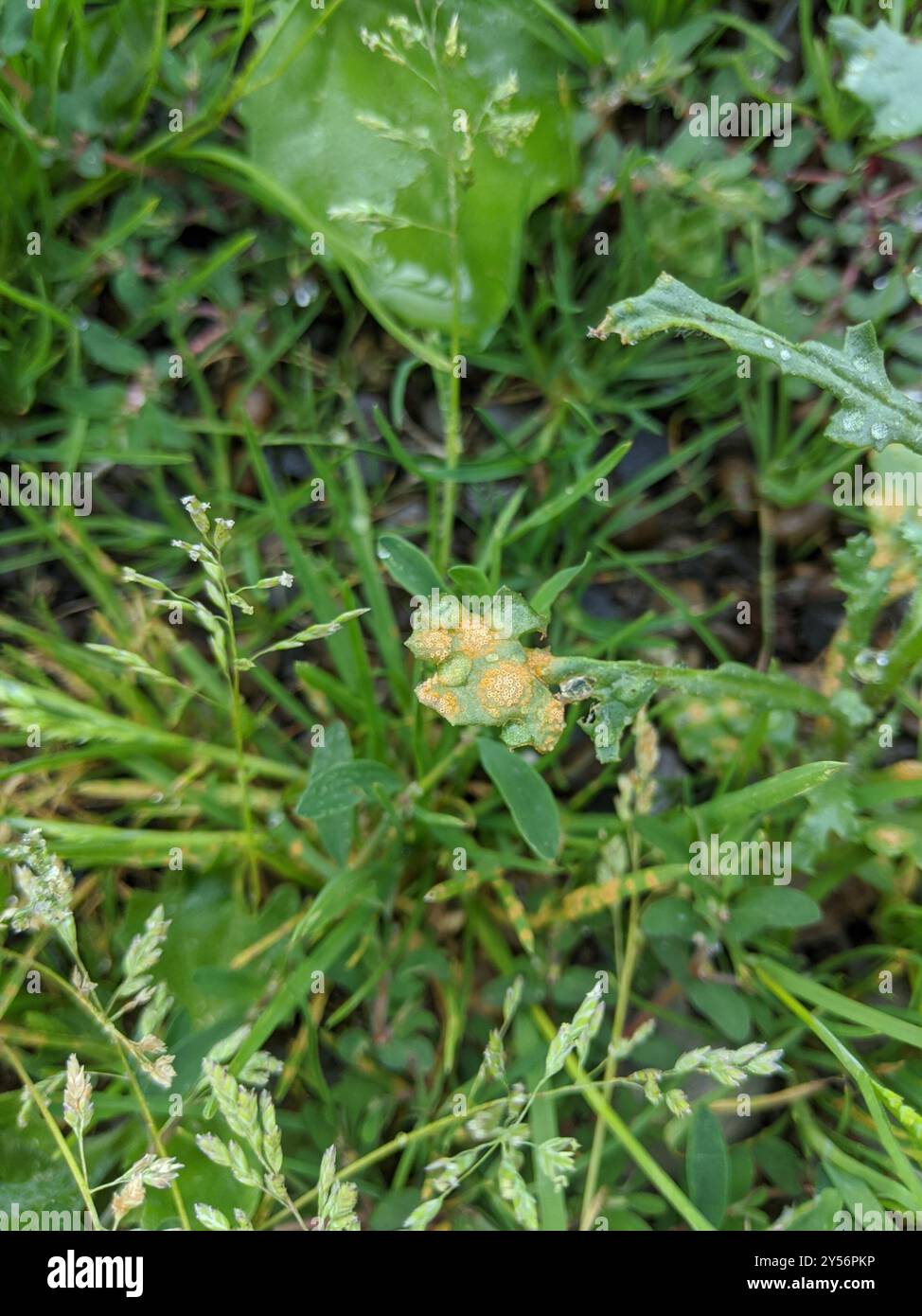 rust fungi (Pucciniales) Fungi Stock Photo - Alamy