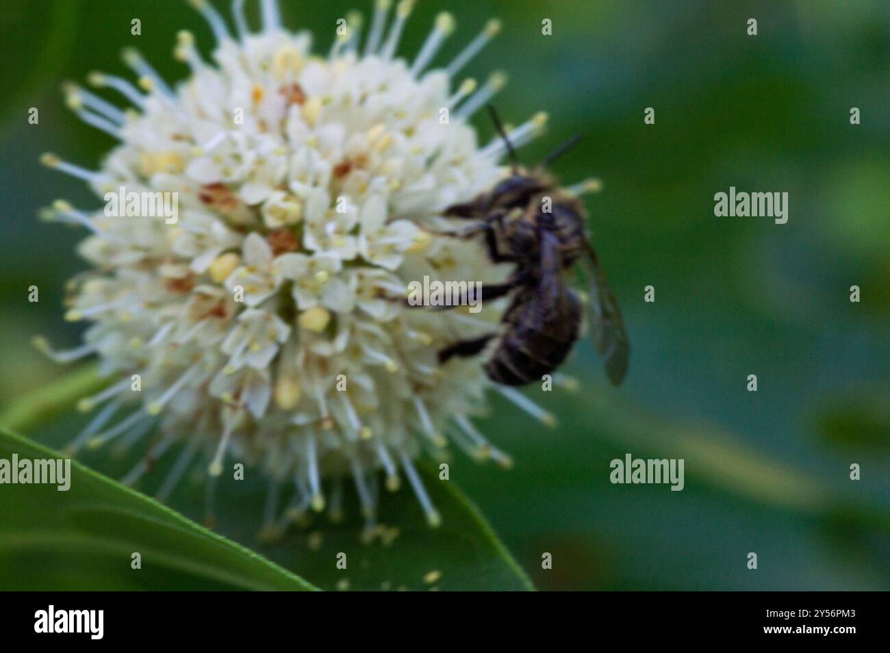 Orange-tipped Wood-digger (Anthophora terminalis) Insecta Stock Photo ...