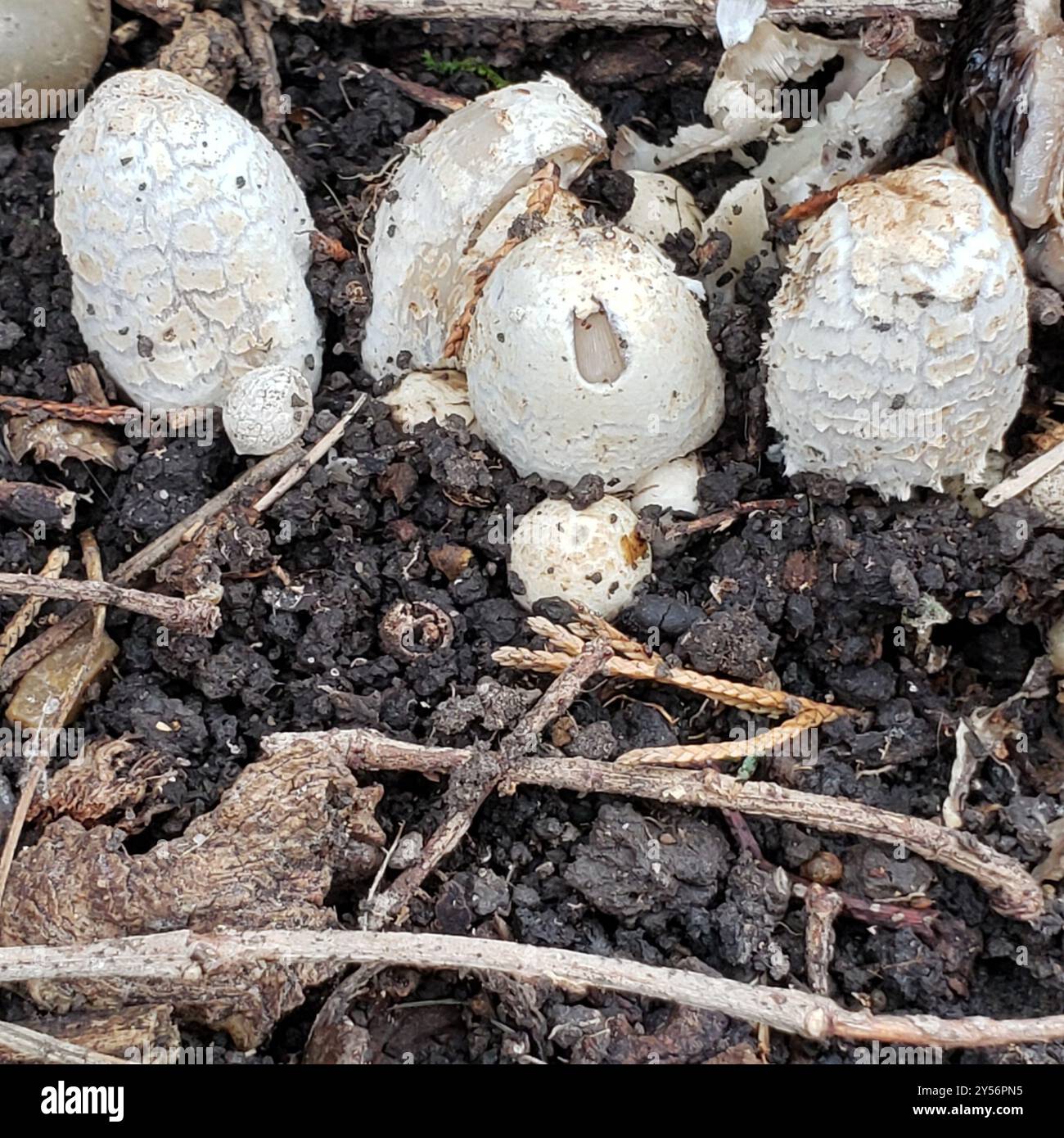 scaly ink cap (Coprinopsis variegata) Fungi Stock Photo - Alamy