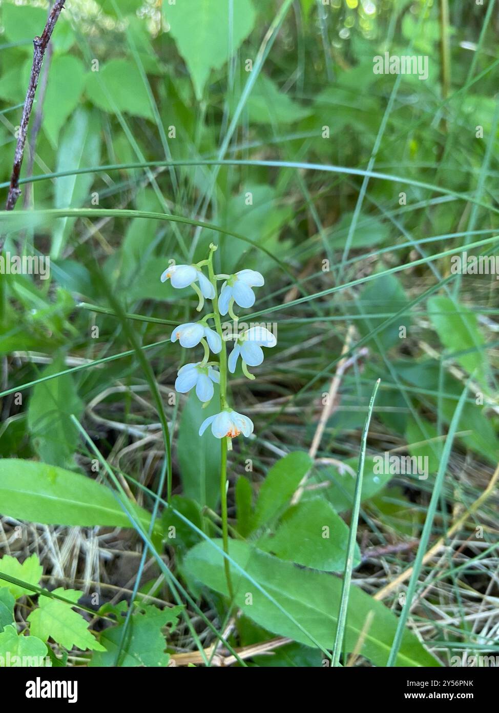 shinleaf (Pyrola elliptica) Plantae Stock Photo - Alamy