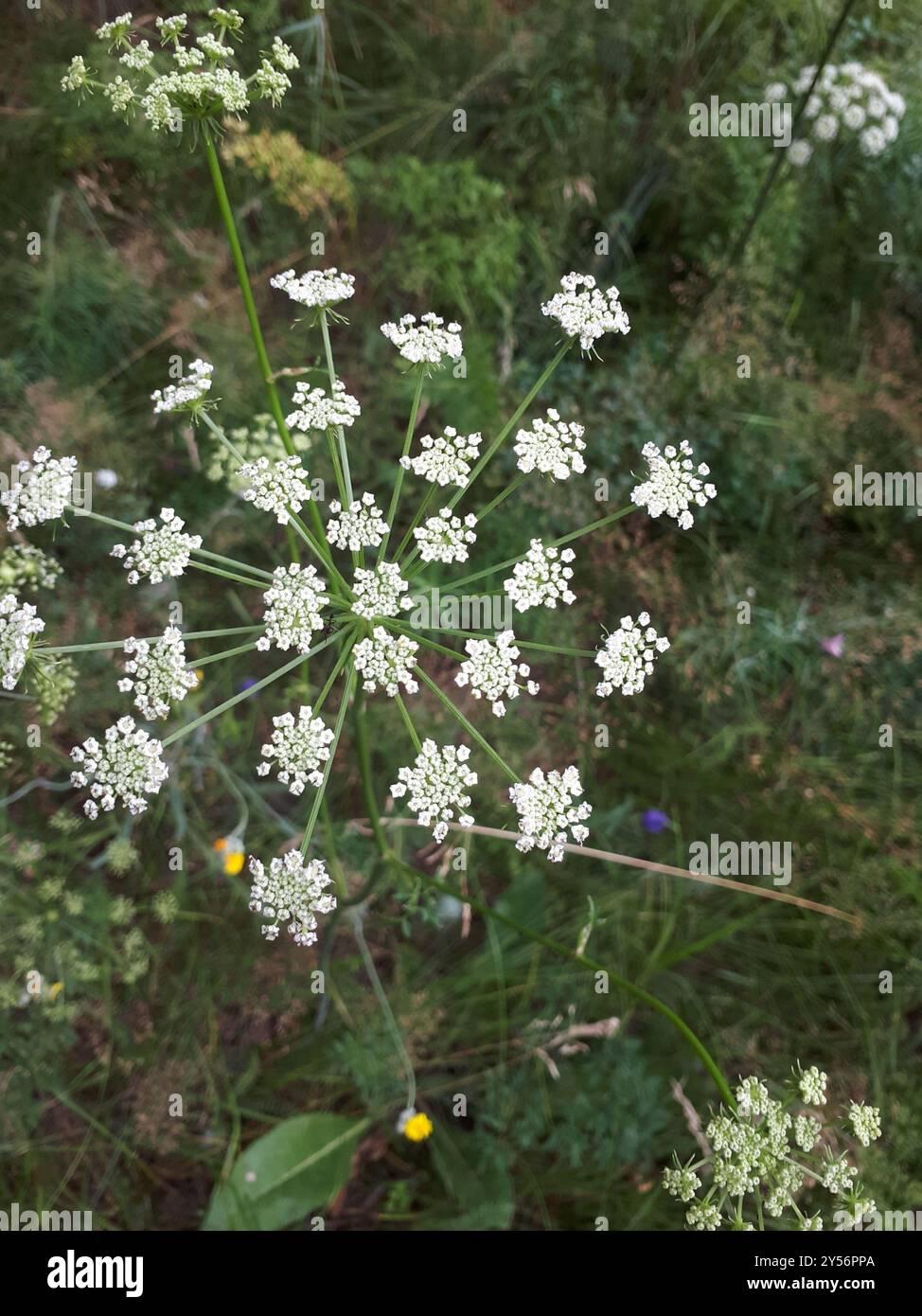 Mountain Parsley (Peucedanum oreoselinum) Plantae Stock Photo - Alamy