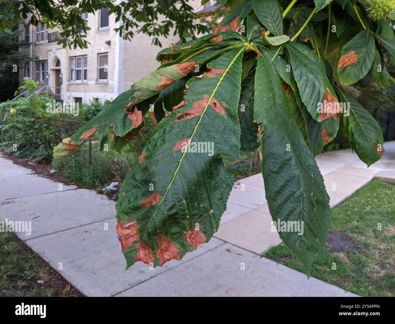 Aesculus leaf blotch (Phyllosticta sphaeropsoidea) Fungi Stock Photo ...
