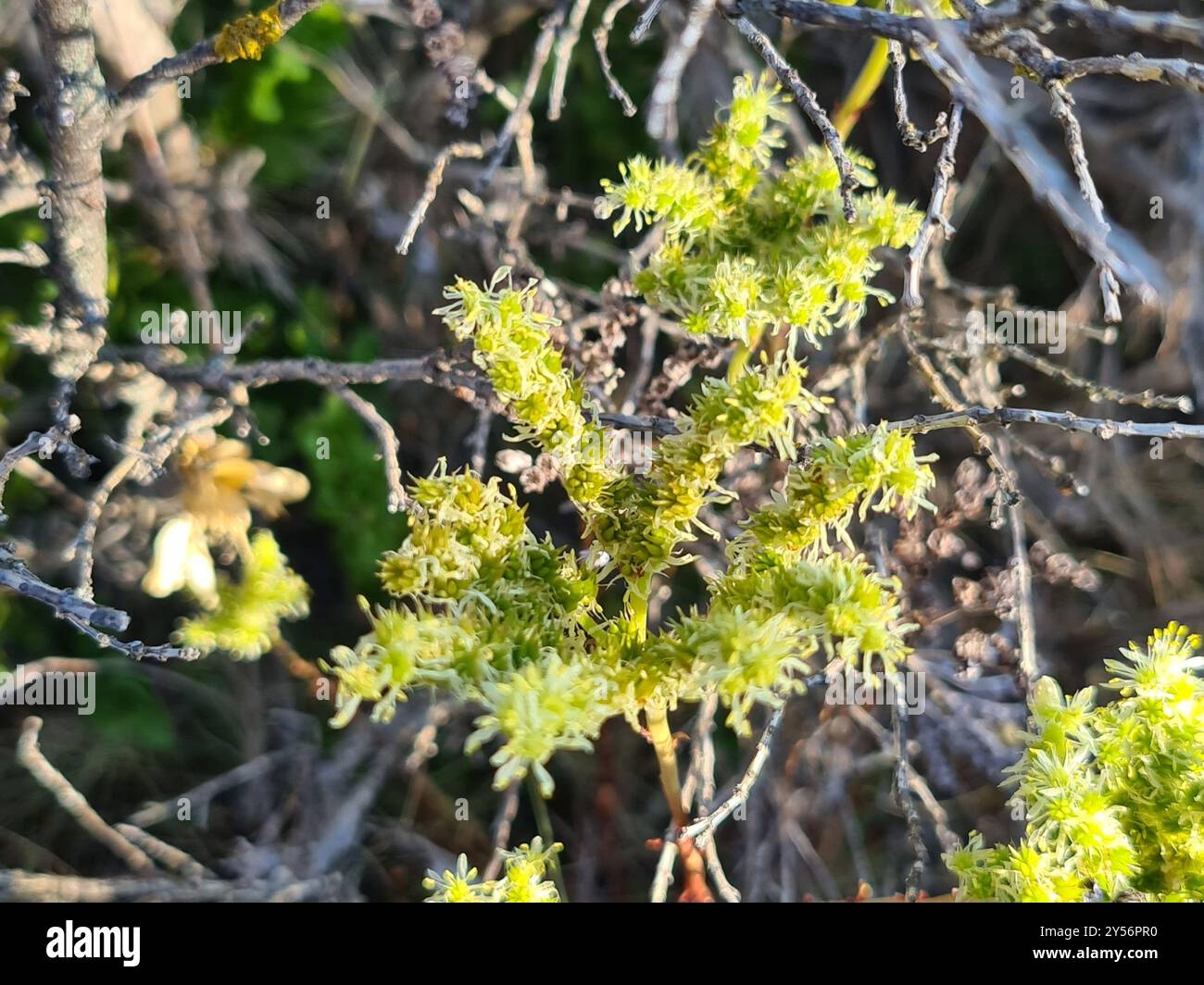 flowering plants (Angiospermae) Plantae Stock Photo - Alamy