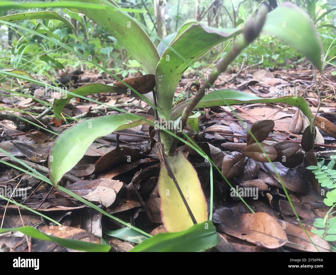 monocots (Liliopsida) Plantae Stock Photo - Alamy