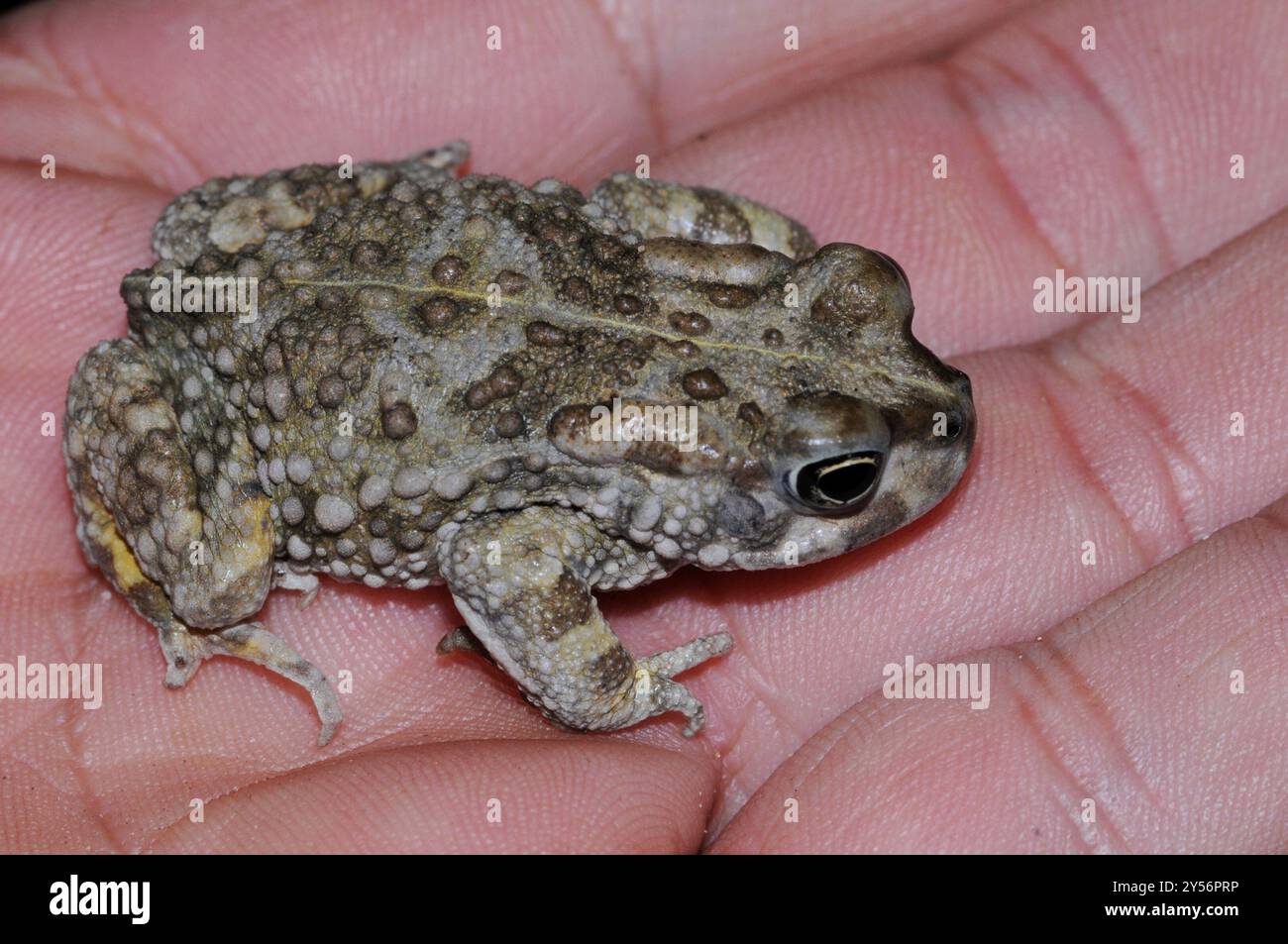 Sand Toad (Vandijkophrynus angusticeps) Amphibia Stock Photo - Alamy