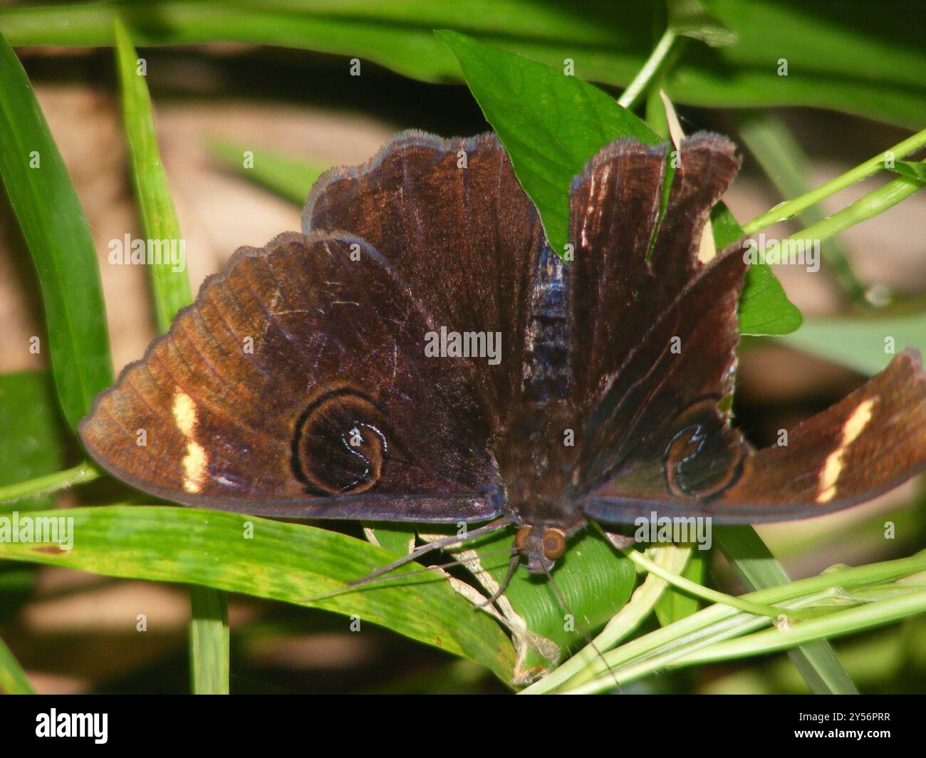 White-barred Owl moth (Erebus hieroglyphica) Insecta Stock Photo - Alamy