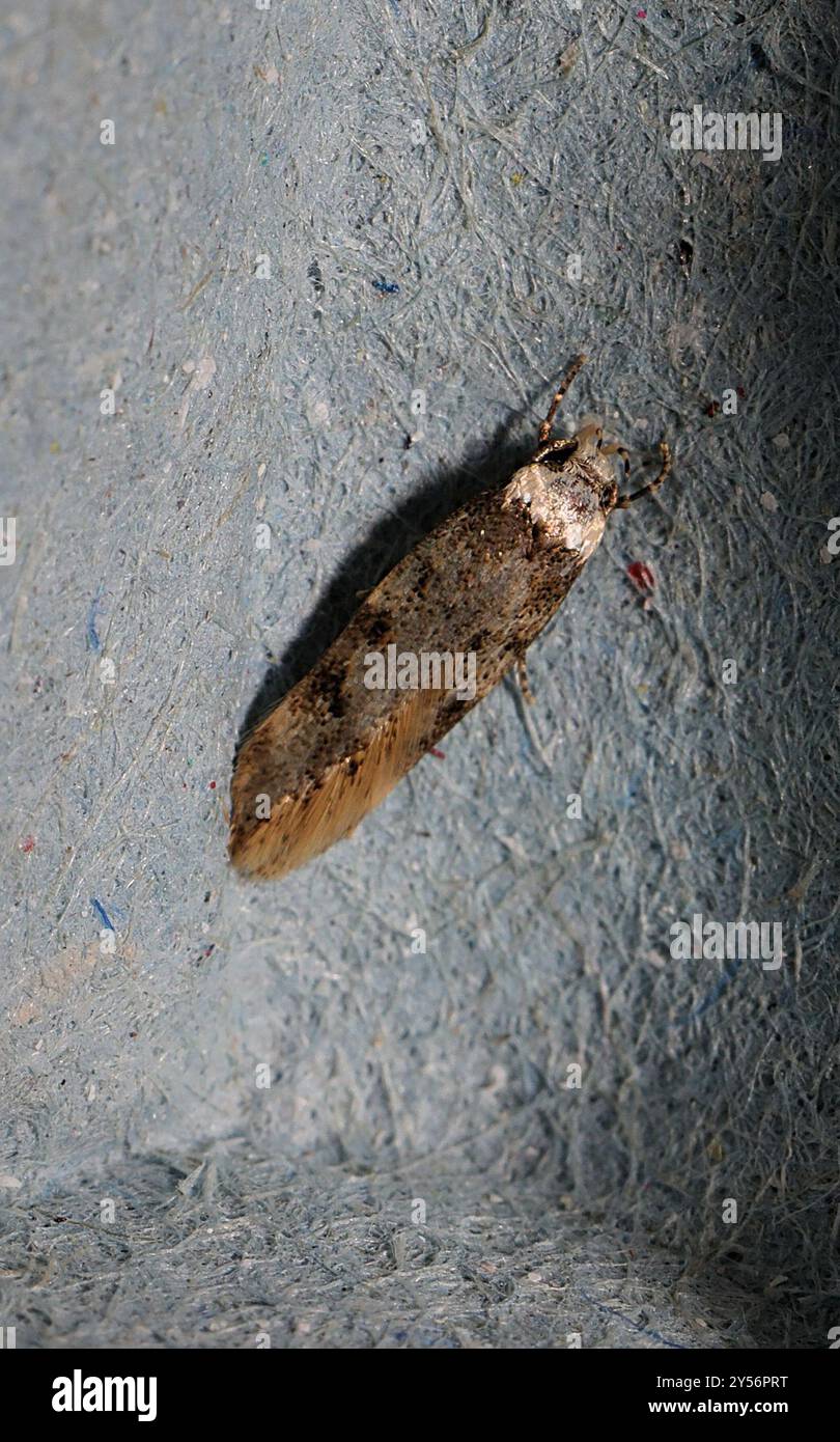White-shouldered House Moth (Endrosis sarcitrella) Insecta Stock Photo ...