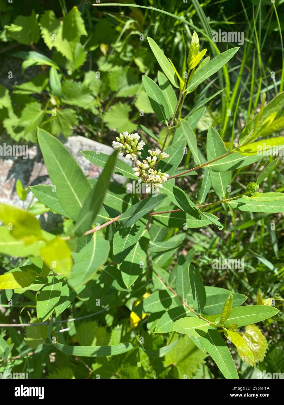 hemp dogbane (Apocynum cannabinum) Plantae Stock Photo - Alamy