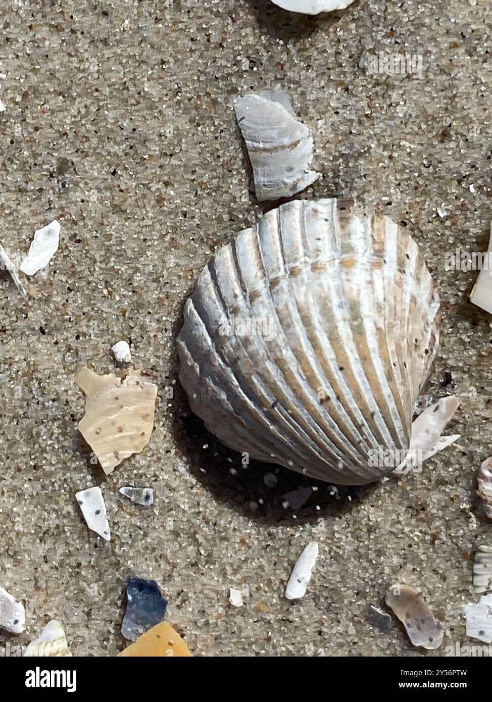 Lagoon Cockle (Cerastoderma glaucum) Mollusca Stock Photo - Alamy