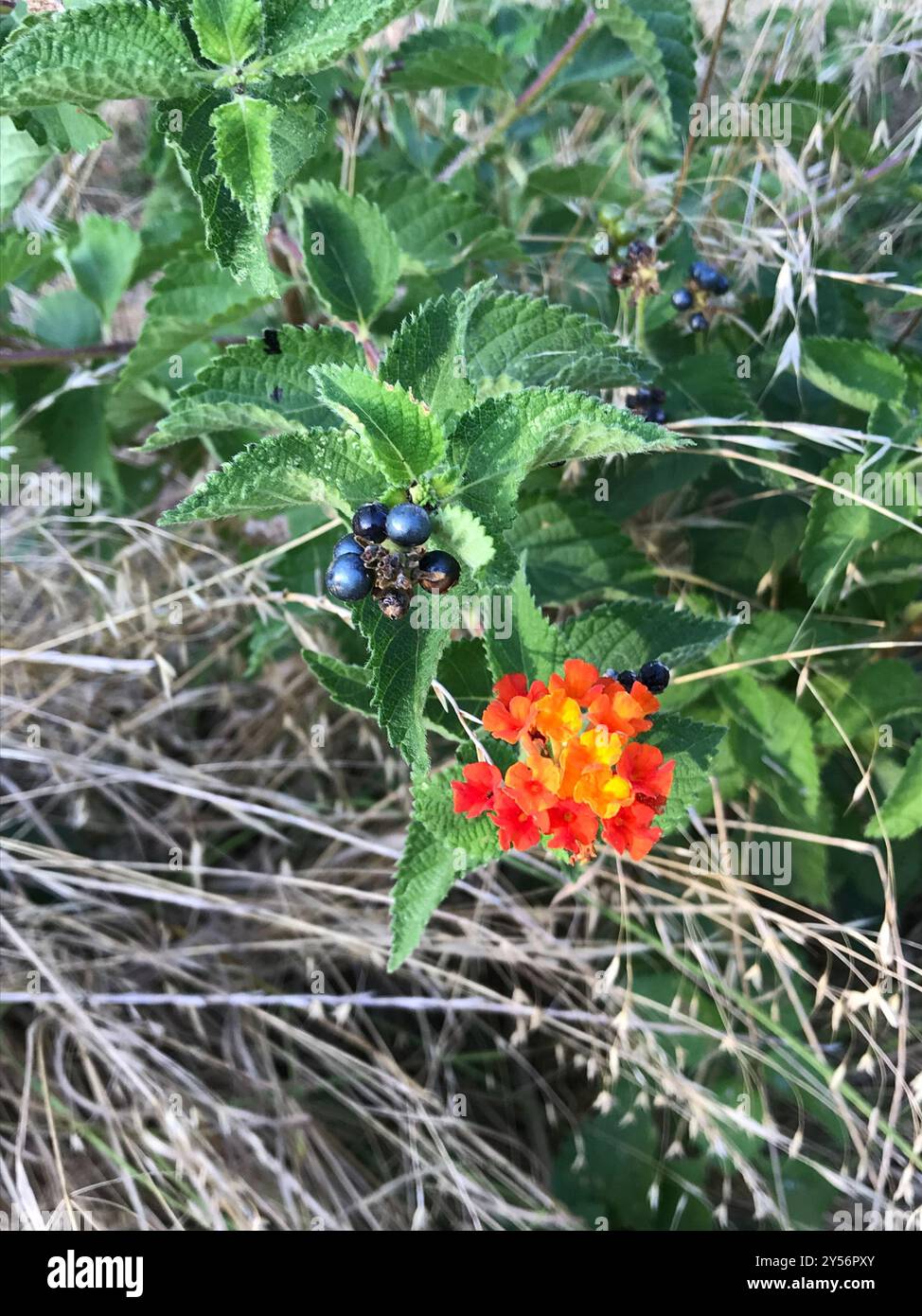 Texas lantana (Lantana urticoides) Plantae Stock Photo - Alamy