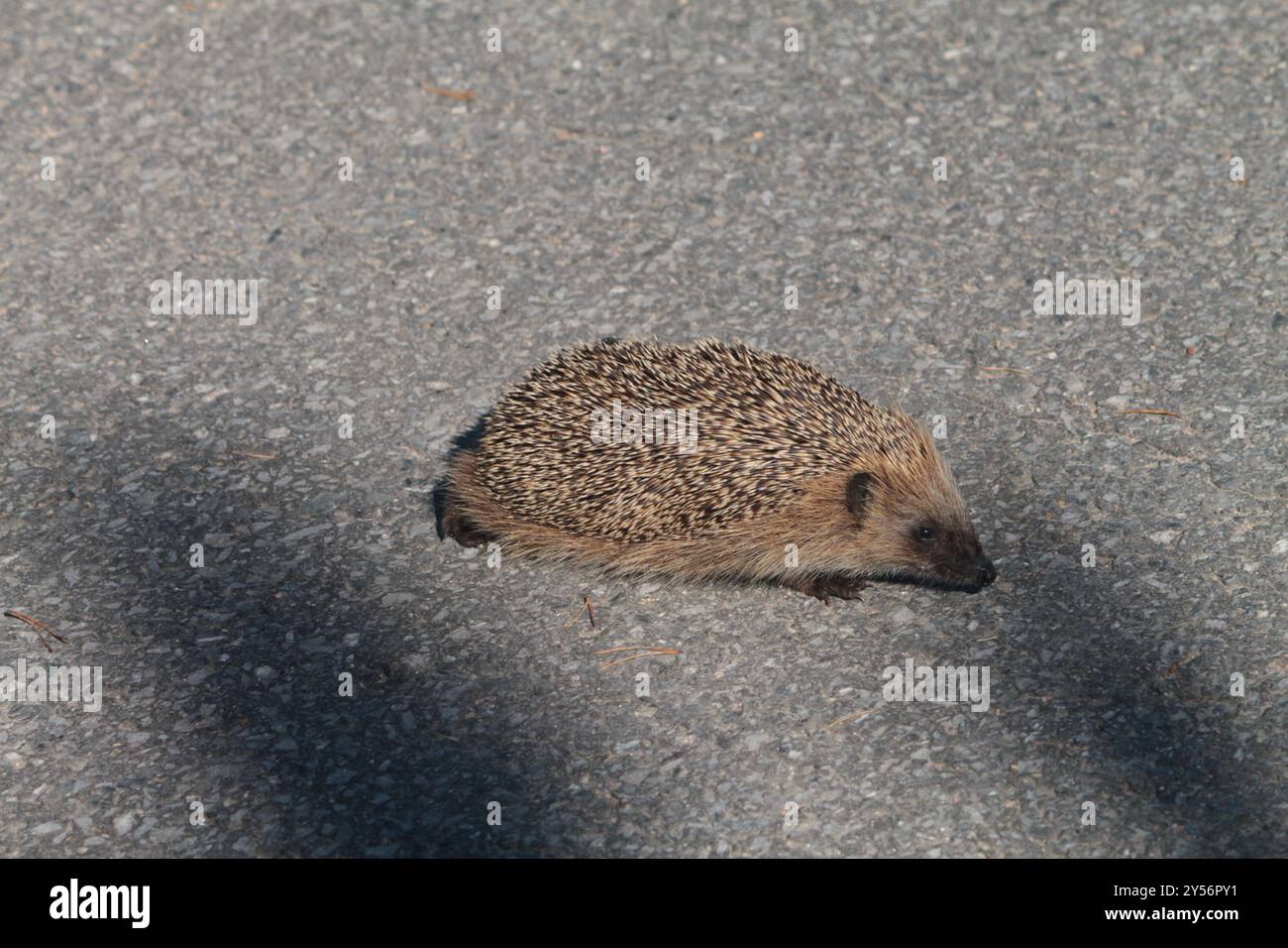 Common Hedgehog (Erinaceus europaeus) Mammalia Stock Photo - Alamy